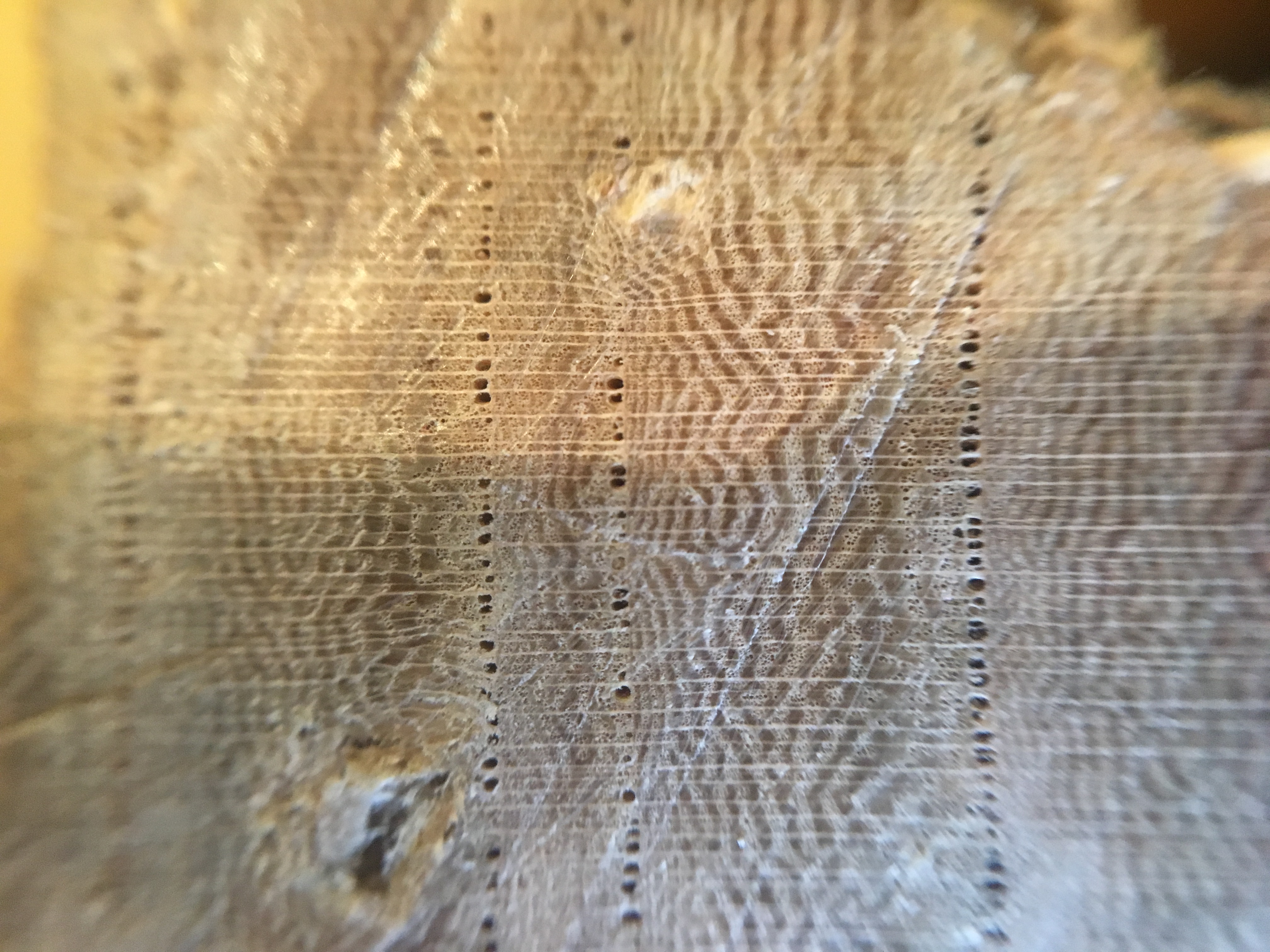 Heinrich's elm - WOODWEB's Sawing and Drying Forum